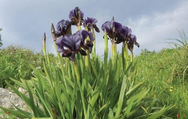 Meet Jordan’s National Flower: Did You Know It’s Endangered? » This Is ...