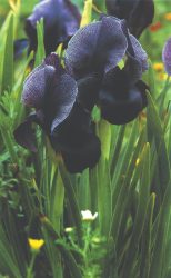 Meet Jordan’s National Flower: Did You Know It’s Endangered? » This Is ...